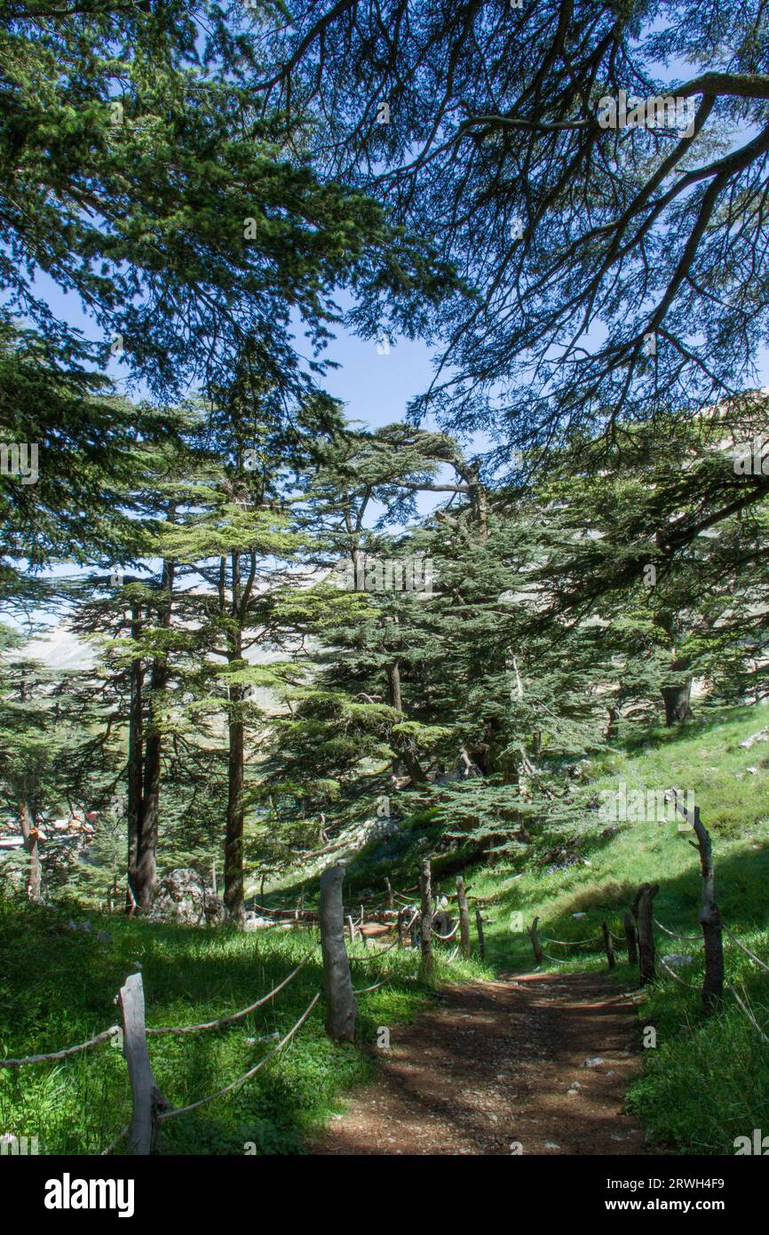 The cedar forest Arz er-Rabb in the lebanese mountains and winter-ski ...