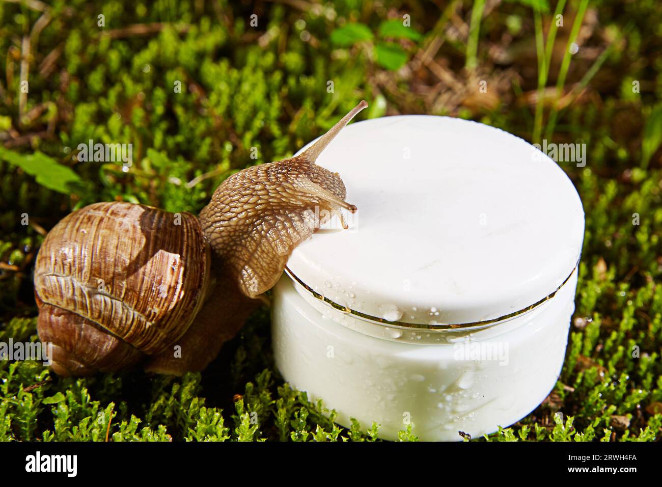 Brown burgundy snail on a cosmetic white cream container in a jar on a ...