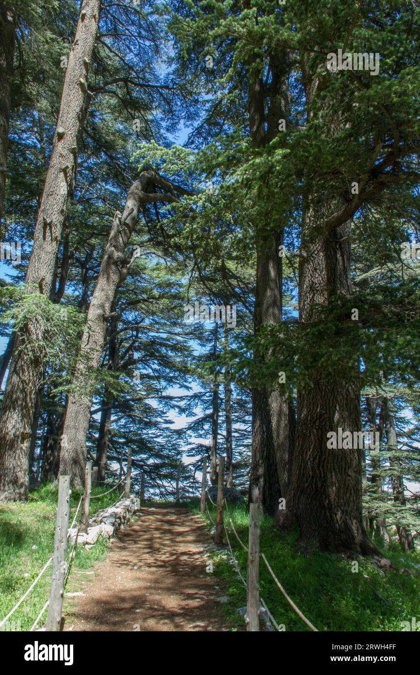 The cedar forest Arz er-Rabb in the lebanese mountains and winter-ski ...