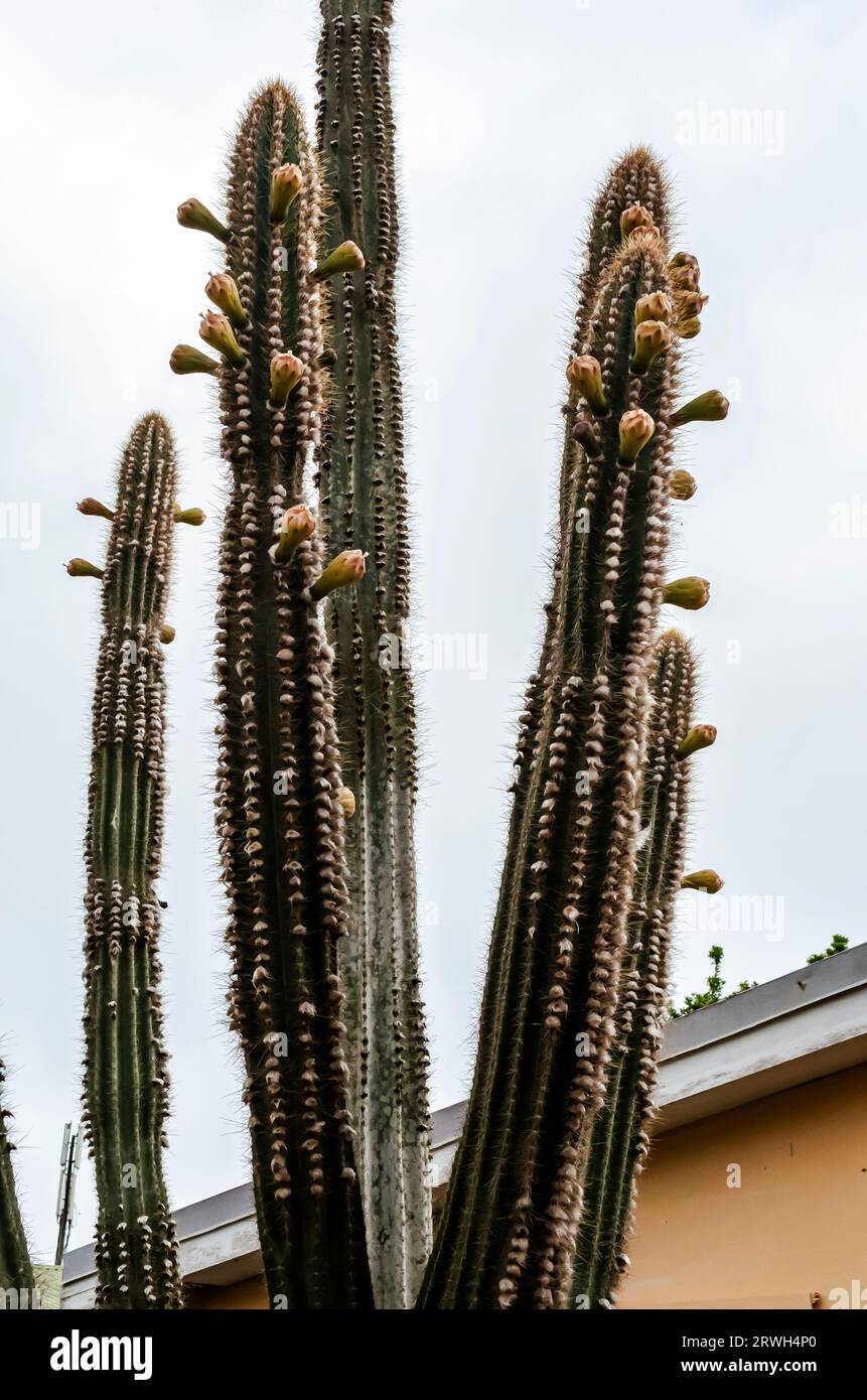 Cereus peruvianus cactus cacti hi-res stock photography and images - Alamy