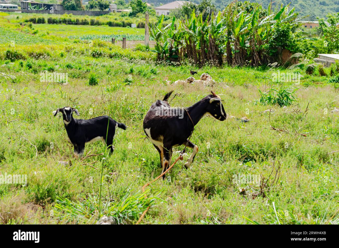 White goat in grassy hi-res stock photography and images - Alamy