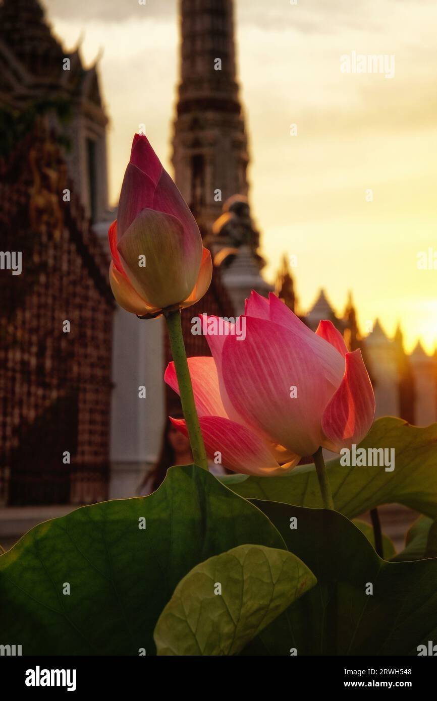 Stages of lotus flower hi-res stock photography and images - Alamy