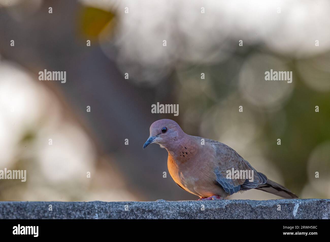 A Laughing Dove resting on a wall Stock Photo - Alamy