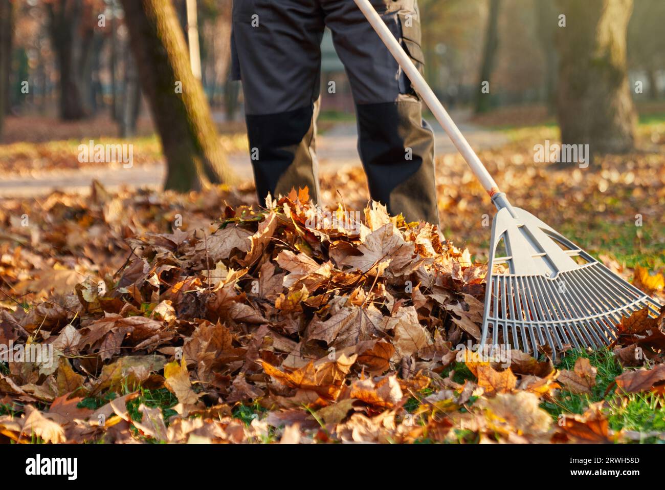 Anonymous male worker wearing dark uniform using fan rake to gather ...