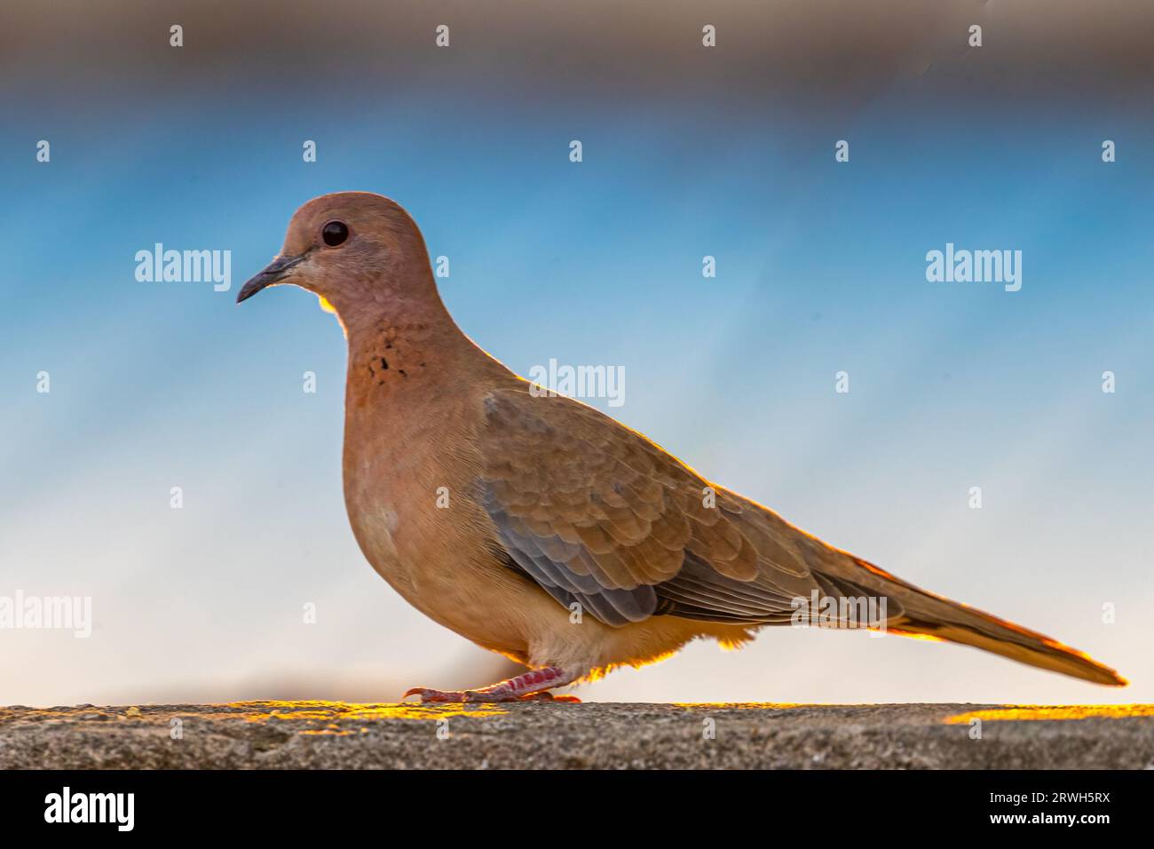Portrait of a laughing dove Stock Photo - Alamy