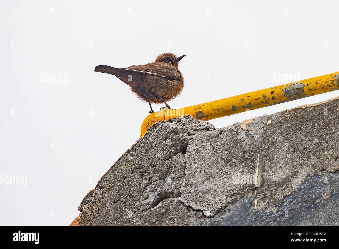 Indian robin outdoors hi-res stock photography and images - Alamy