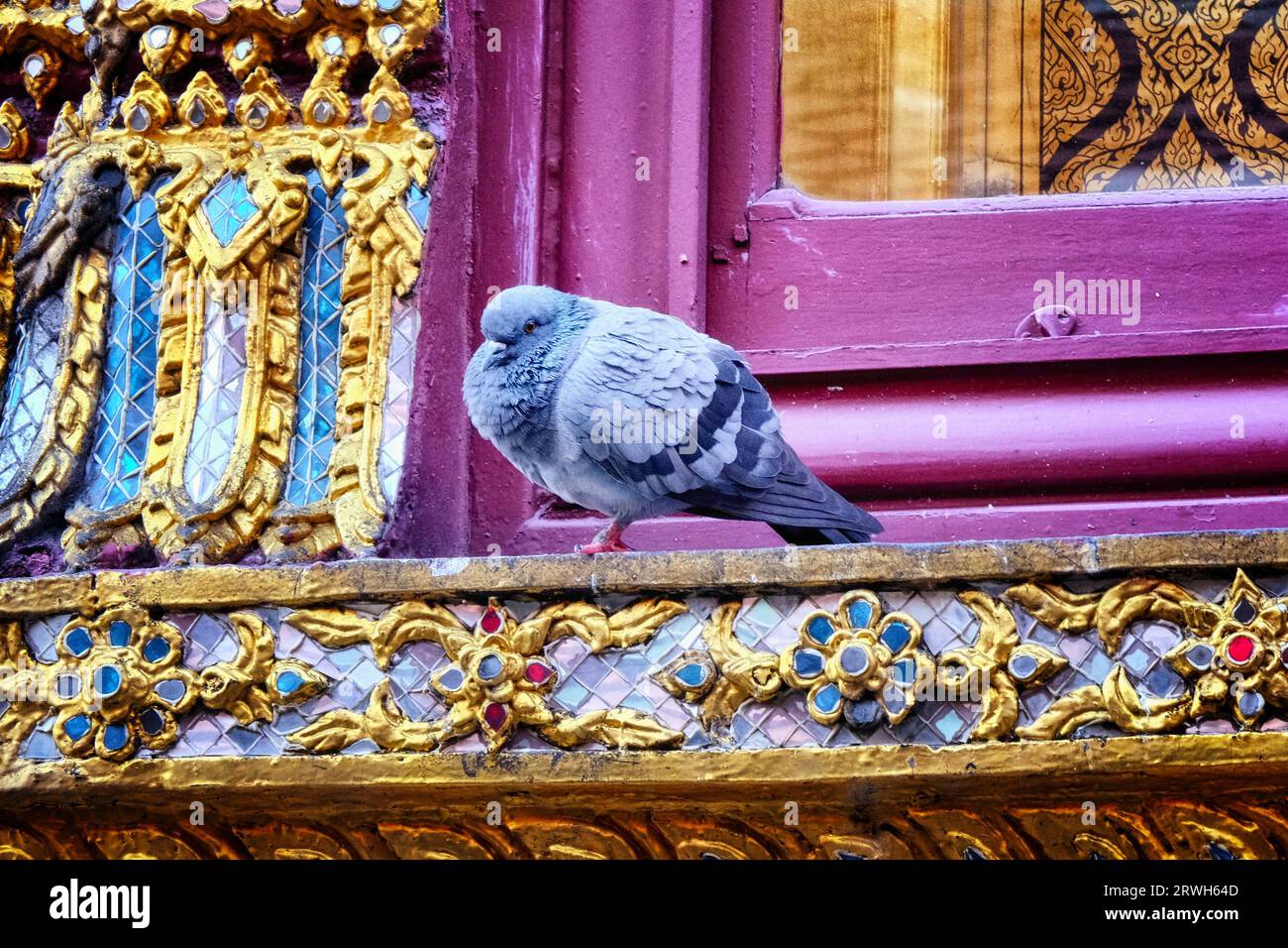 A grey pigeon perched on a red and gold ornate window ledge, against a ...