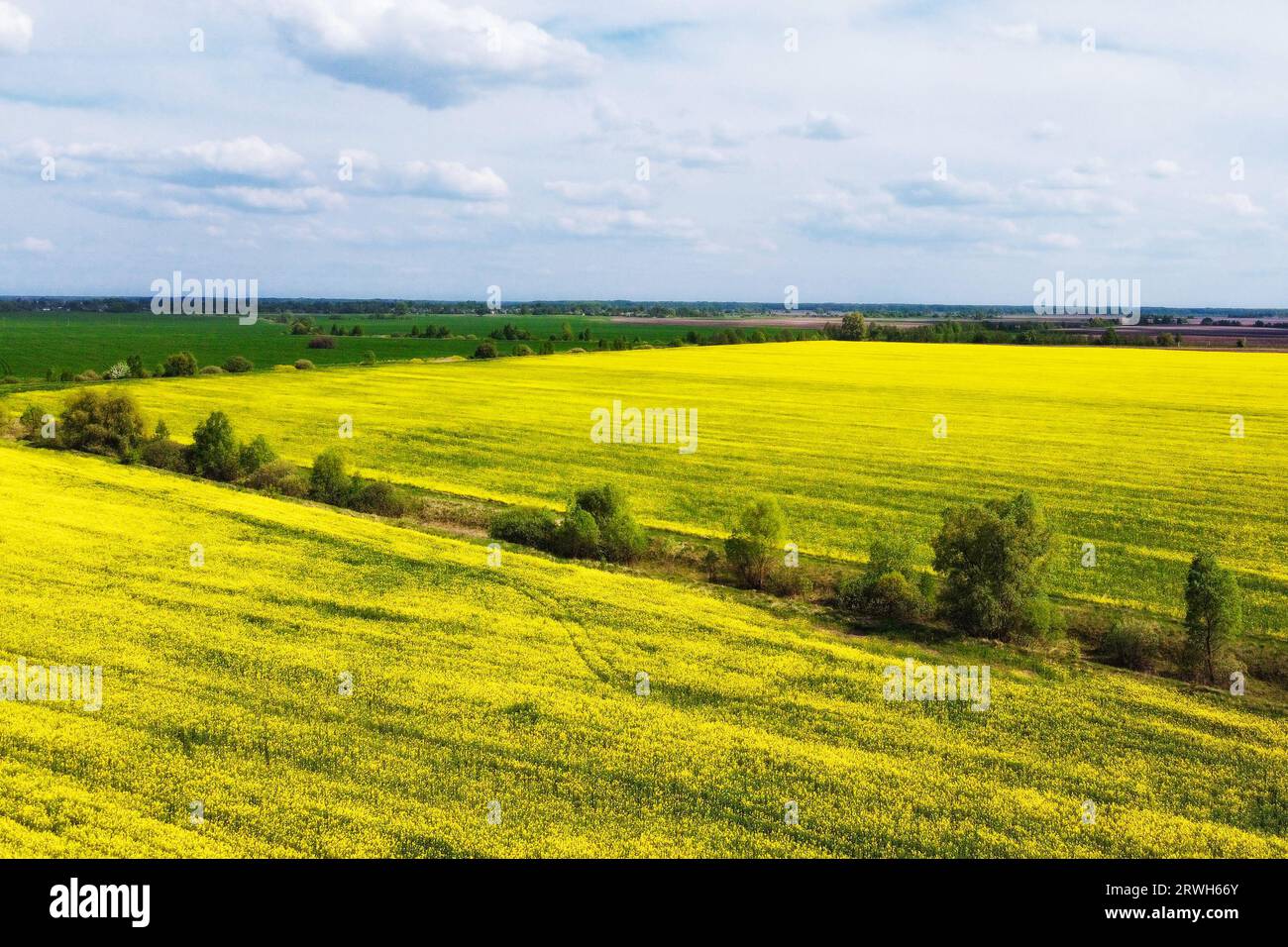 Picturesque rapeseed fields under a cloudy sky. Rape crops in a farm ...