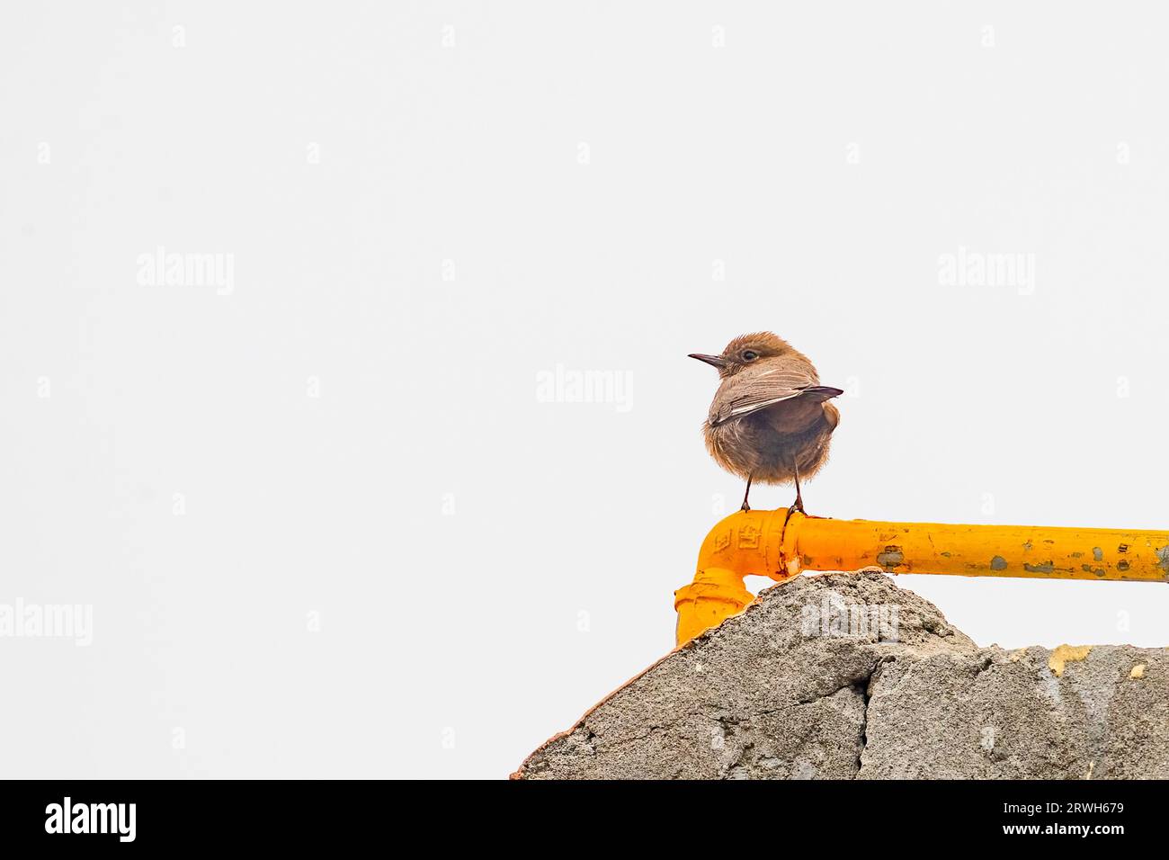 Indian robin outdoors hi-res stock photography and images - Alamy
