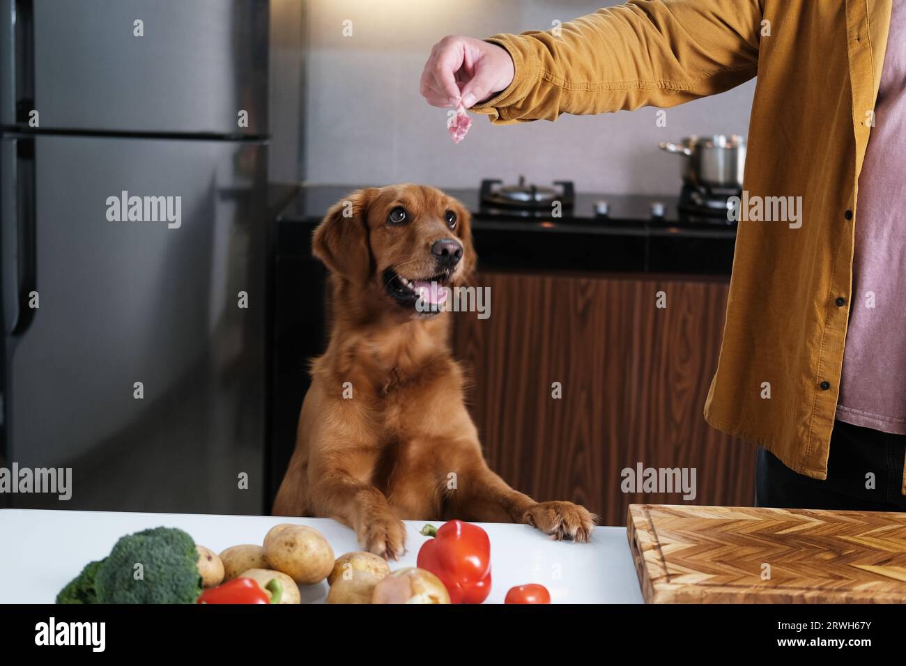 Paws on the desk hi-res stock photography and images - Alamy
