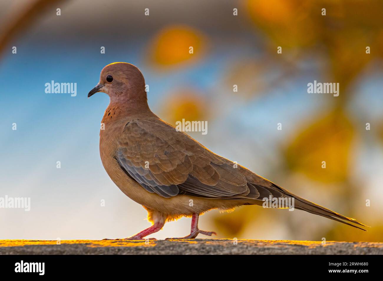 A laughing Dove moving in style Stock Photo - Alamy