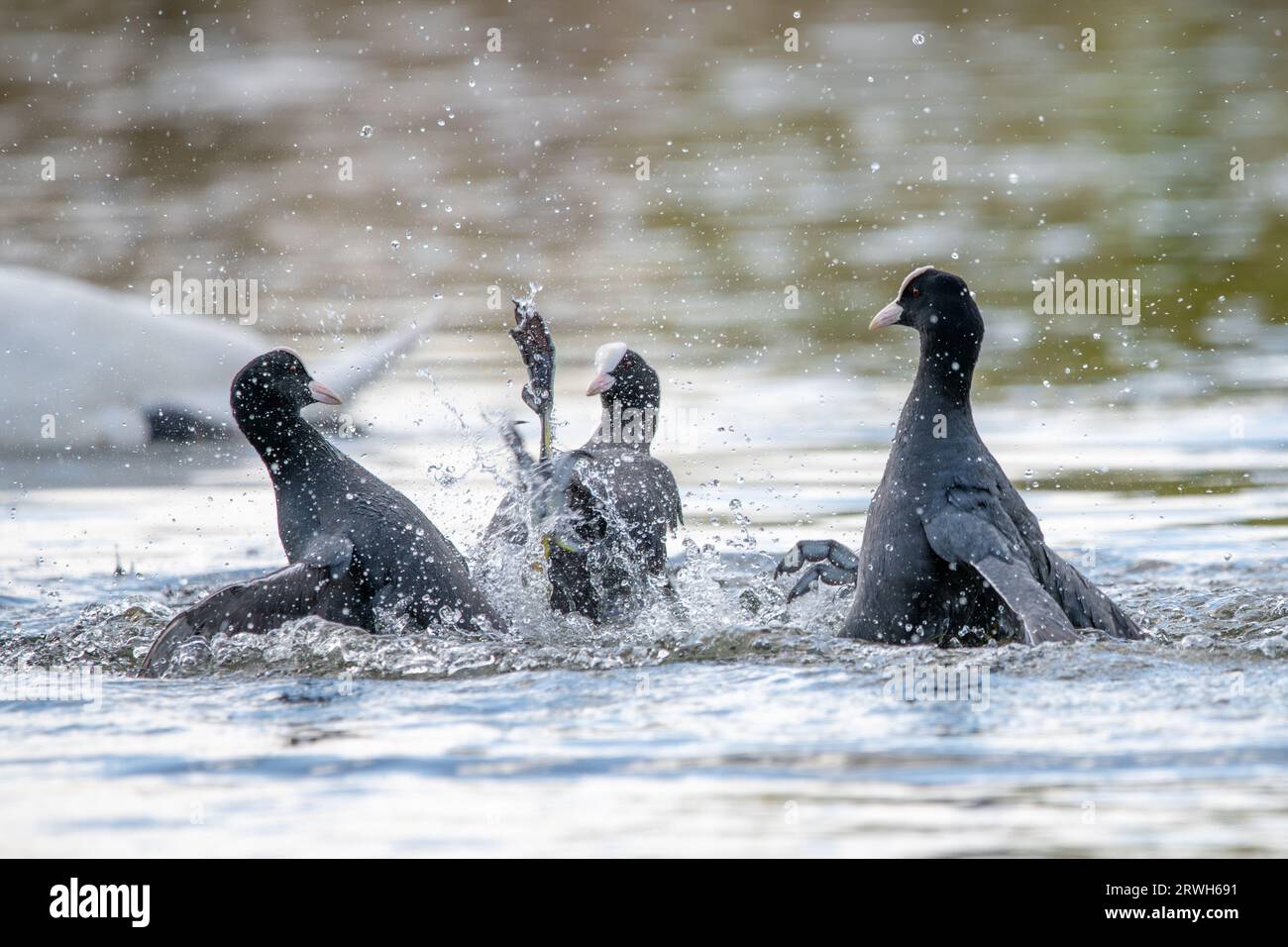 Coot in nature hi-res stock photography and images - Alamy
