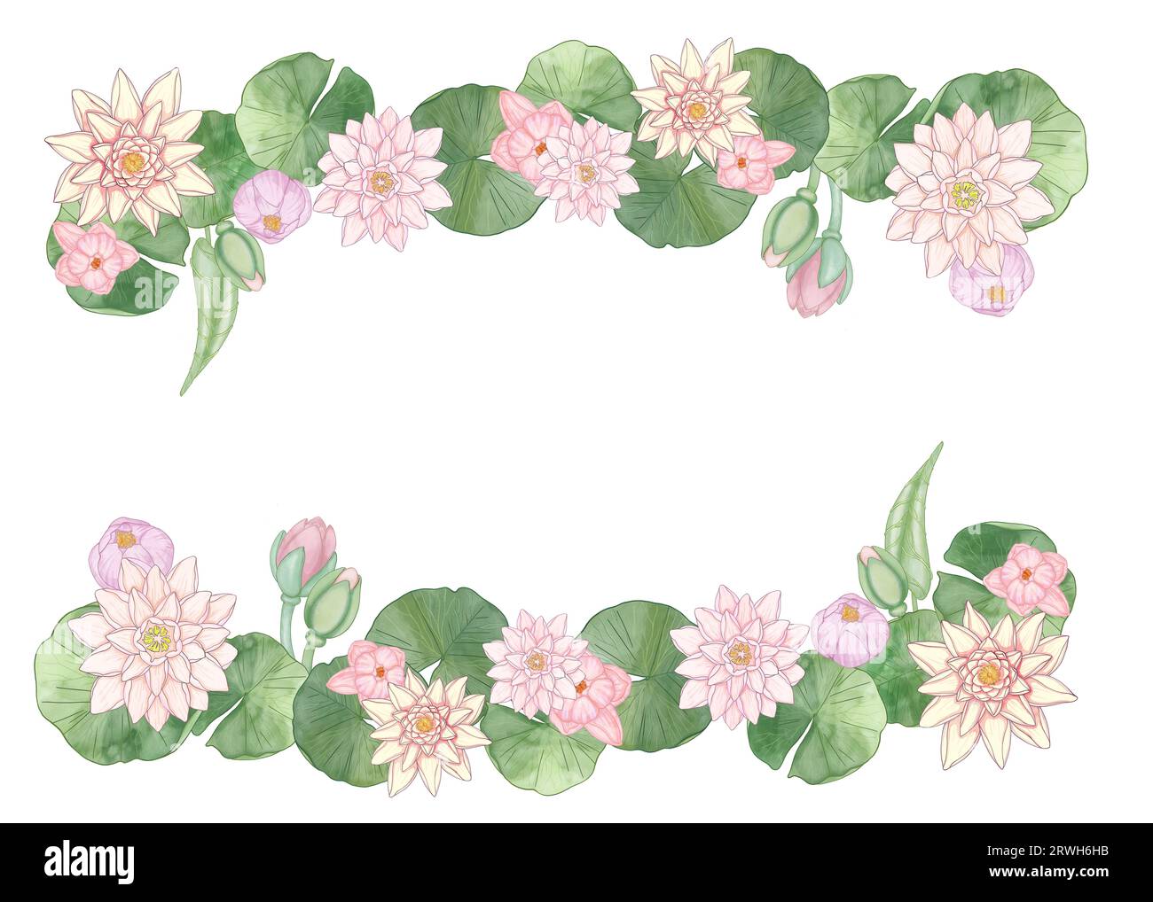 Flowers, buds and leaves of water lily. Watercolor drawing in pastel ...