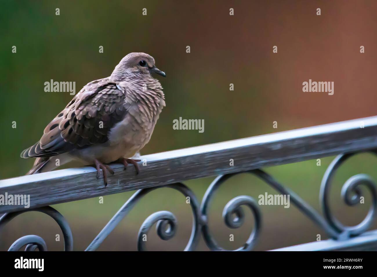 Mourning dove, also known as rain dove or turtle dove, zenaida macroura ...