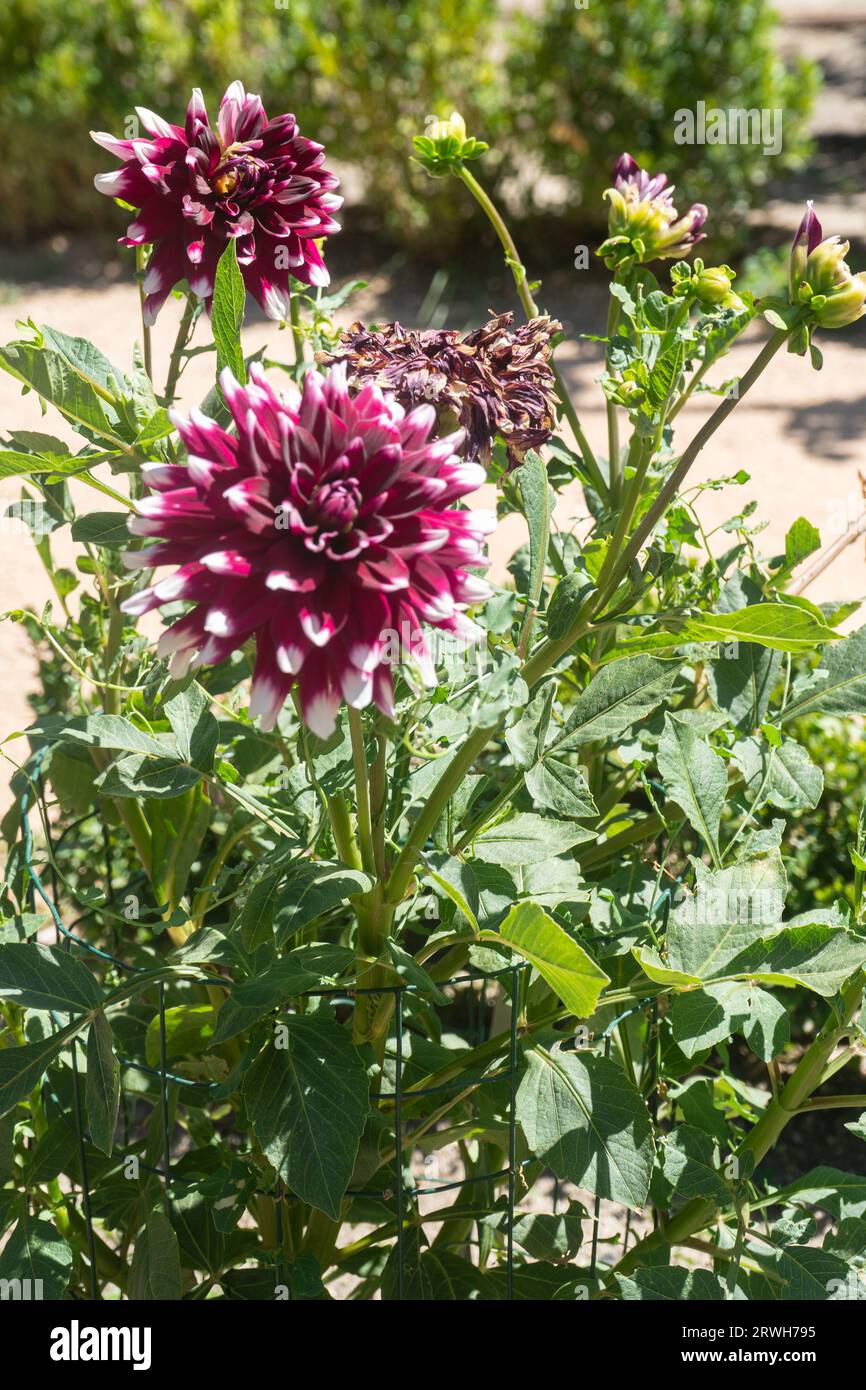Dahlia flowers in the garden Stock Photo - Alamy