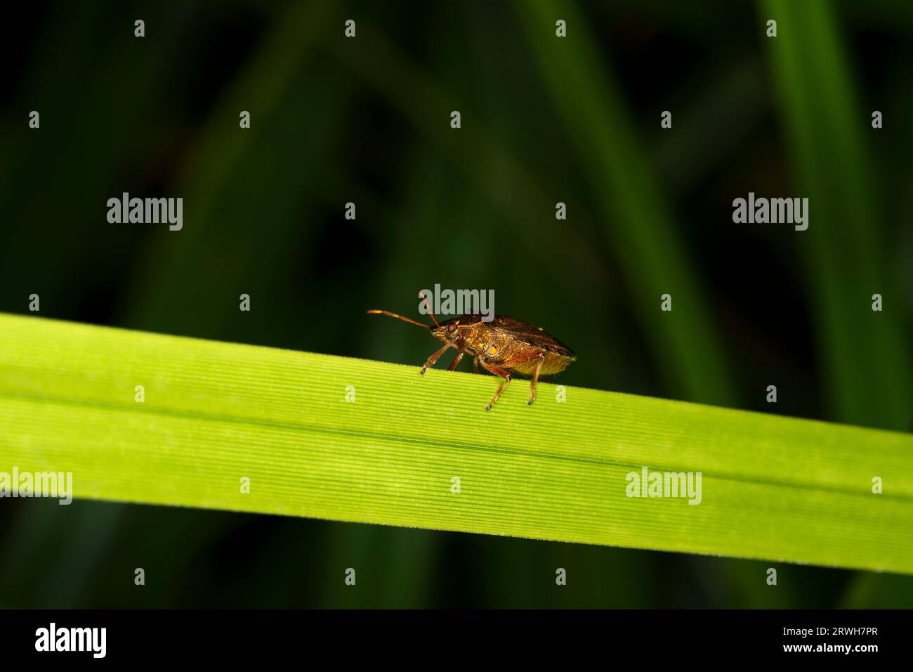 Picromerus bidens Family Pentatomidae Genus Picromerus Spiny shieldbug ...
