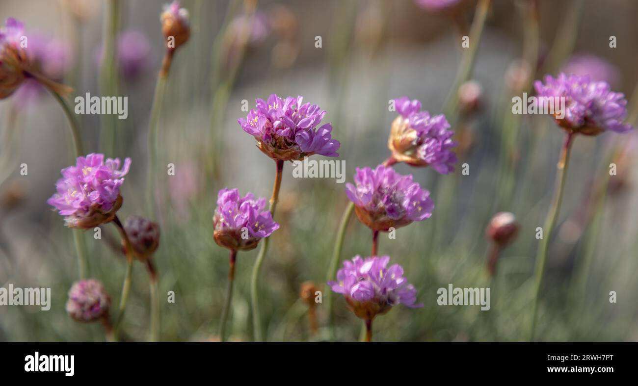 The Howth Peninsula, Dublin, The Fauna and flora in macro and close-up ...