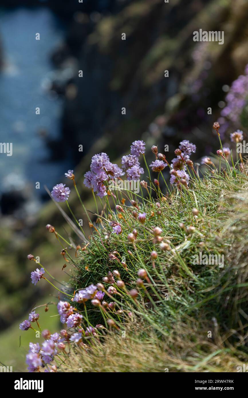 Dublin fauna hi-res stock photography and images - Alamy