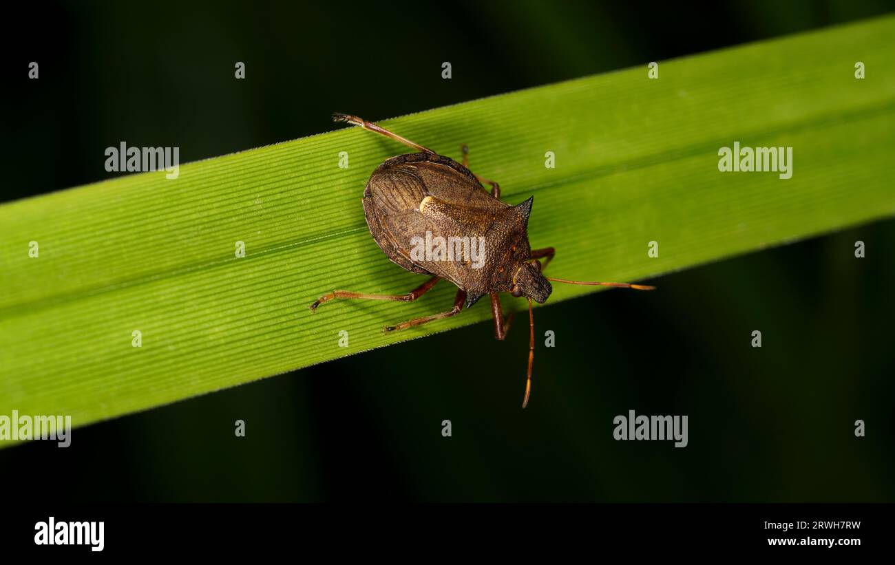 Picromerus bidens Family Pentatomidae Genus Picromerus Spiny shieldbug ...