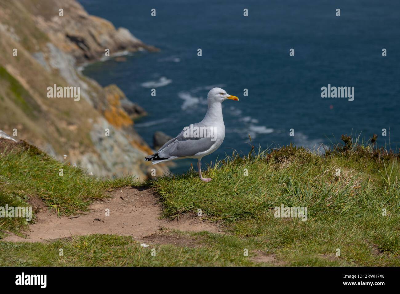 Seagul on the rock, close up photography, The Peninsula of Howth Head ...