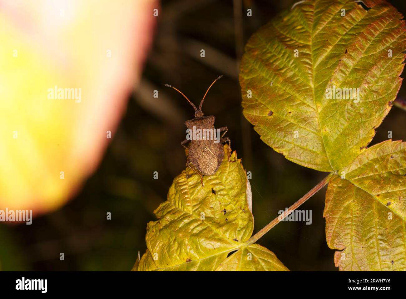 Coreus marginatus Family Coreidae Genus Coreus Dock Bug wild nature ...