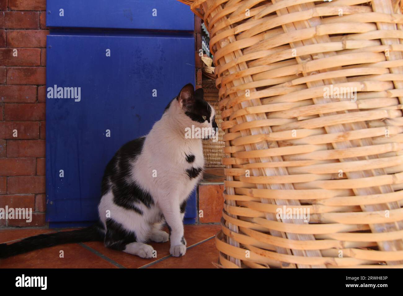 In Chefchaouen, a Black and White Patched Street Cat sits on Terracotta ...