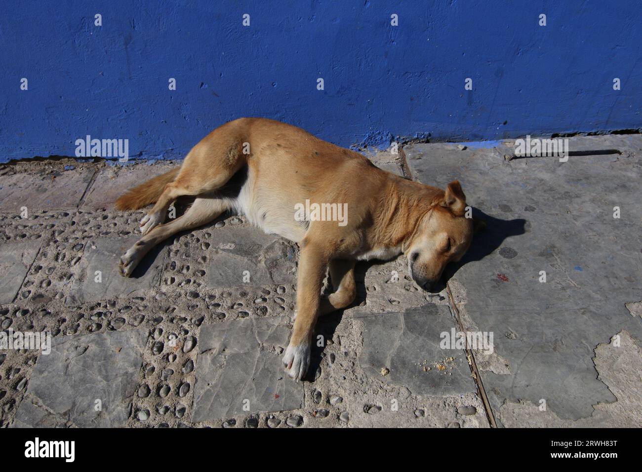 Cute Street Dog lay on a Path in Chefchaouen, The Blue City, Northern ...