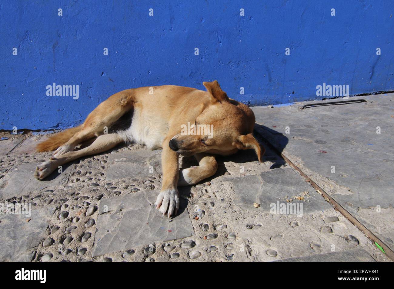 Cute Street Dog lay on a Path in Chefchaouen, The Blue City, Northern ...