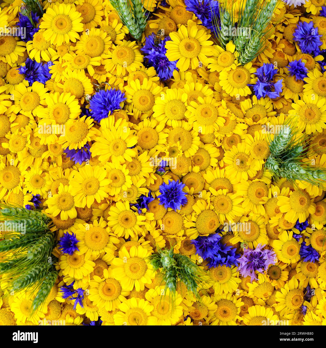 Wild summer flowers background with yellow daisies, blue cornflowers ...