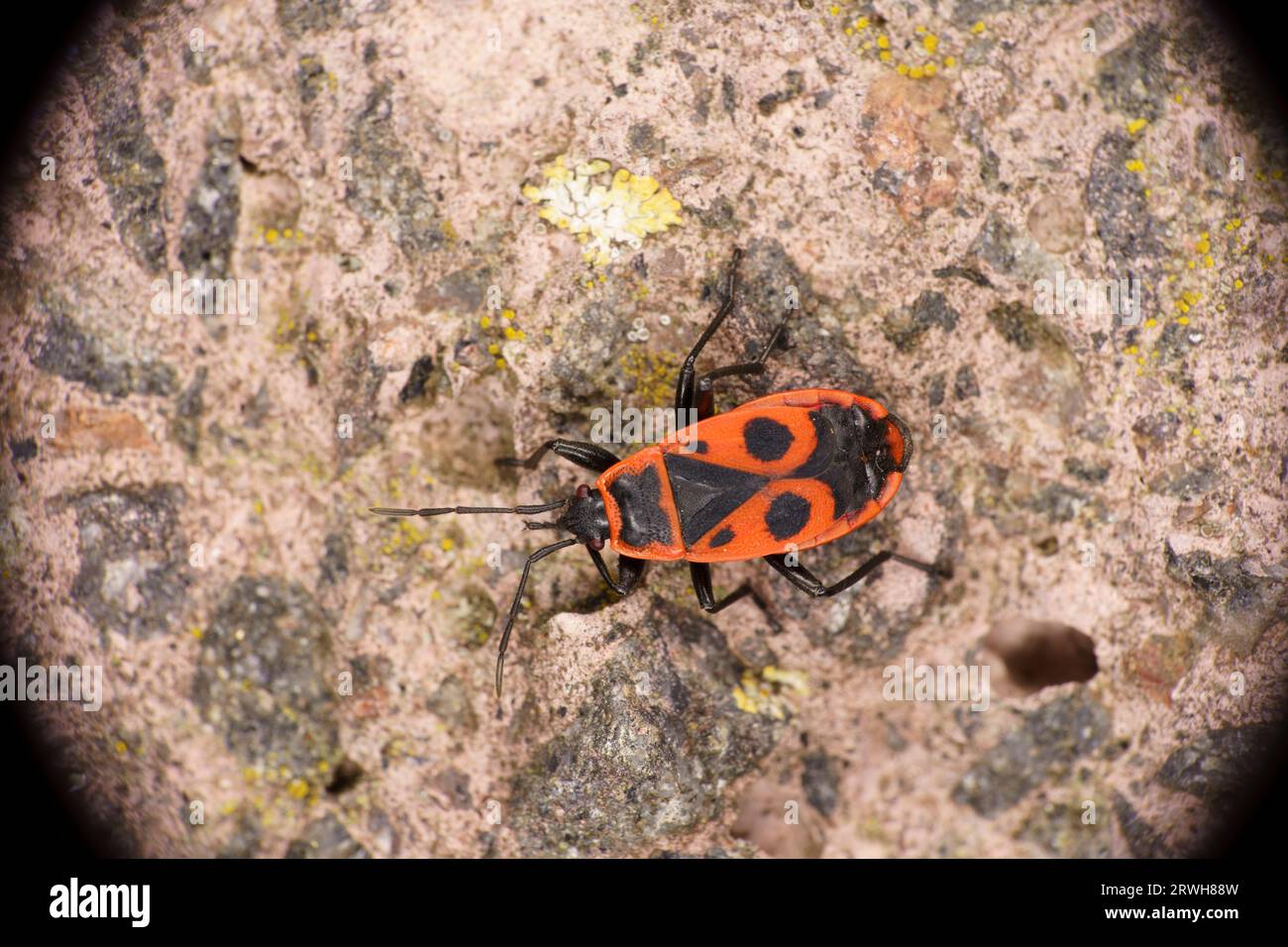 Pyrrhocoris apterus Family Pyrrhocoridae Genus Pyrrhocoris Firebug wild ...