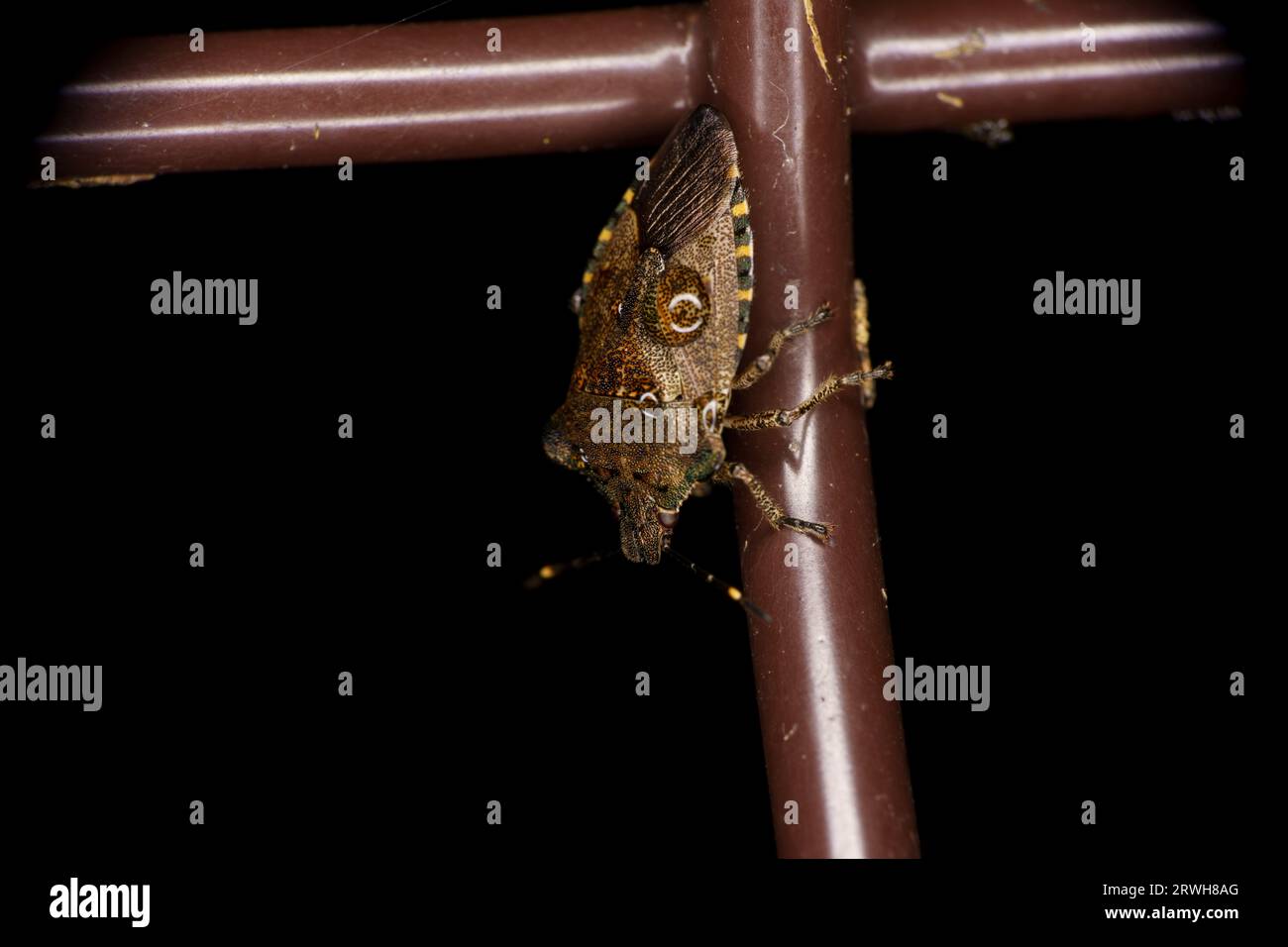 Bronze shield hi-res stock photography and images - Alamy