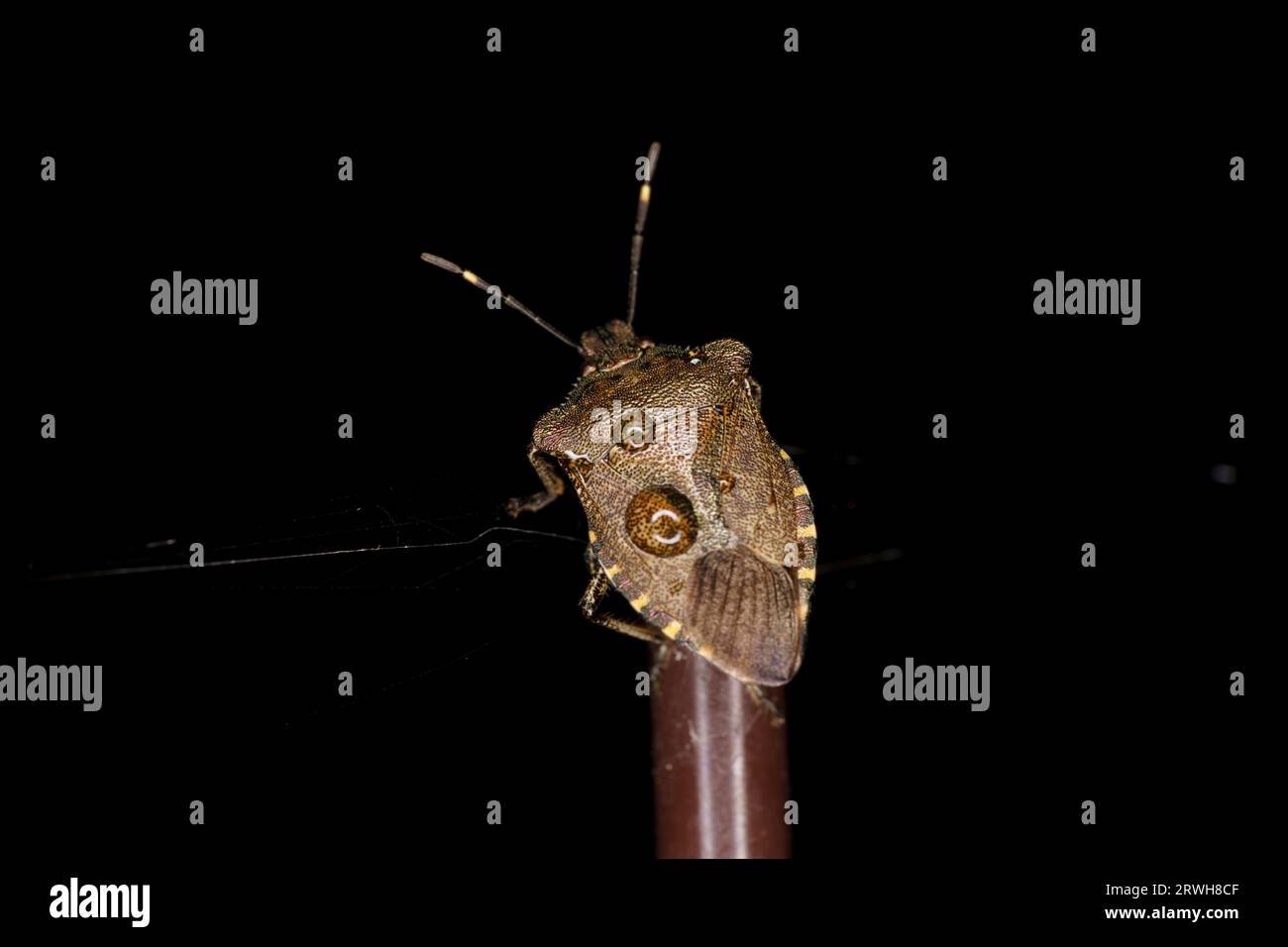 Bronze insect hi-res stock photography and images - Alamy