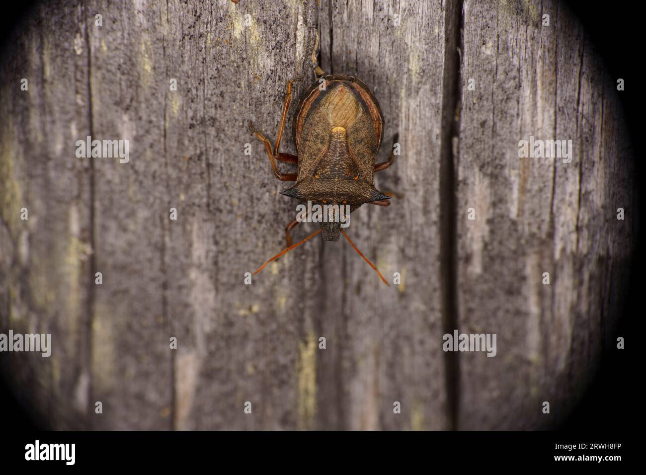Picromerus bidens Family Pentatomidae Genus Picromerus Spiny shieldbug ...
