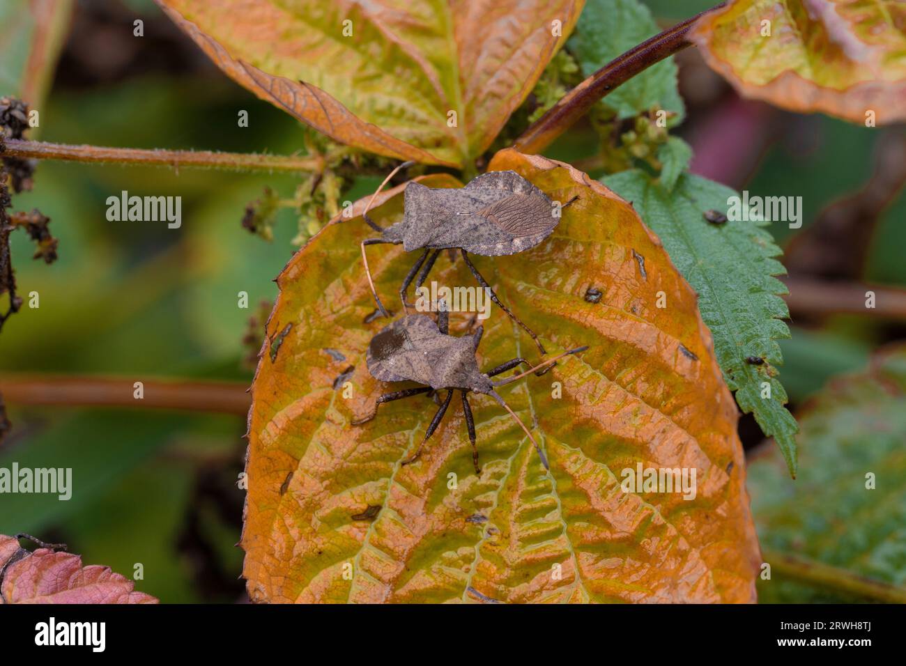 Coreus marginatus Family Coreidae Genus Coreus Dock Bug wild nature ...