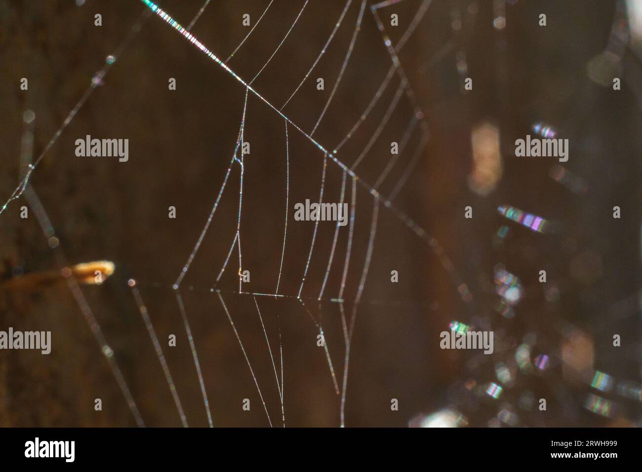 Spinning threads wildlife hi-res stock photography and images - Alamy