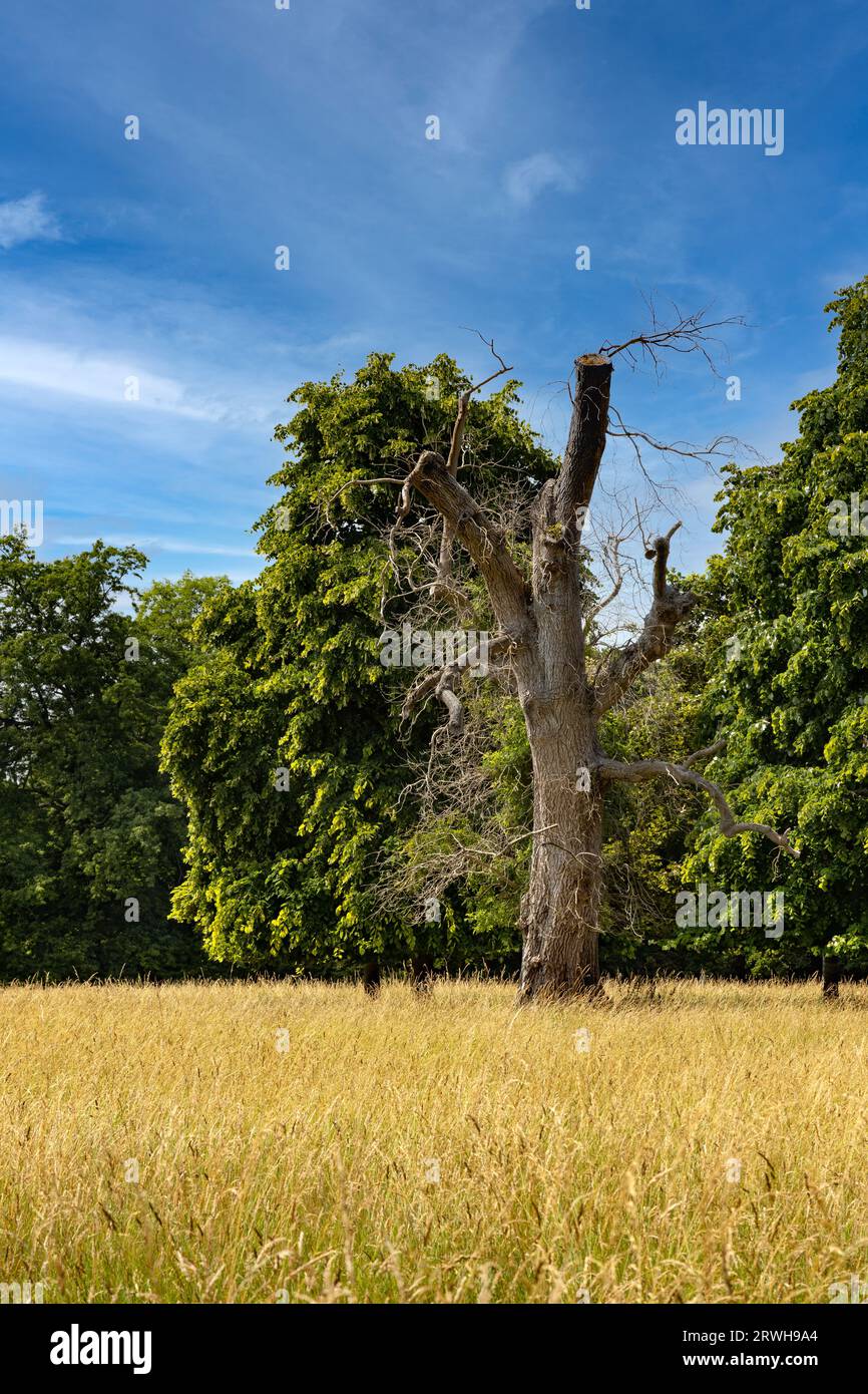 Phoenix Park area with small lakes, broken trees, greenery of beautiful ...