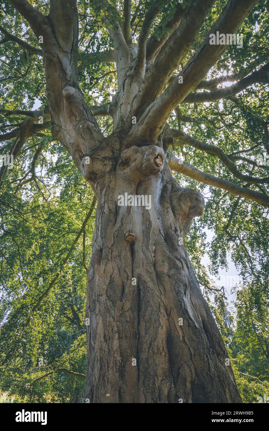 Phoenix Park area with small lakes, broken trees, greenery of beautiful ...