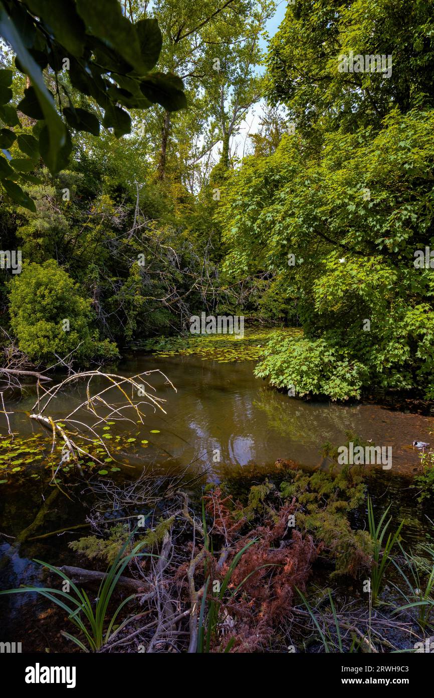 Phoenix Park area with small lakes, broken trees, greenery of beautiful ...