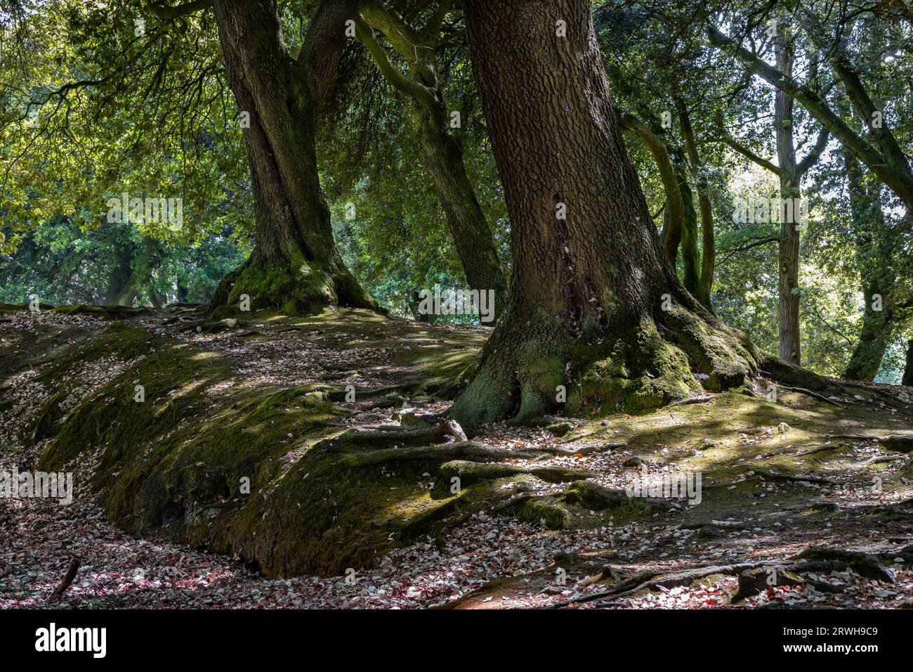 Phoenix Park area with small lakes, broken trees, greenery of beautiful ...
