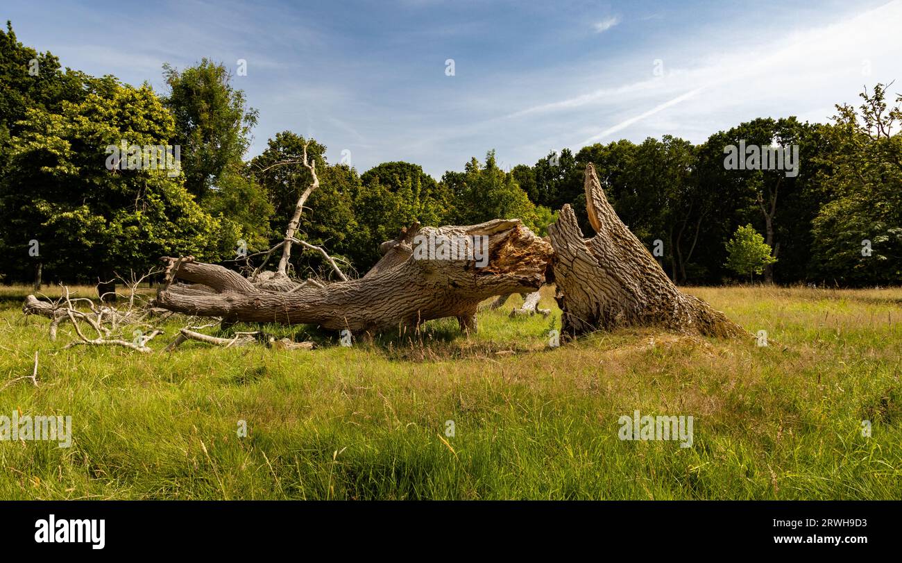 Phoenix Park area with small lakes, broken trees, greenery of beautiful ...