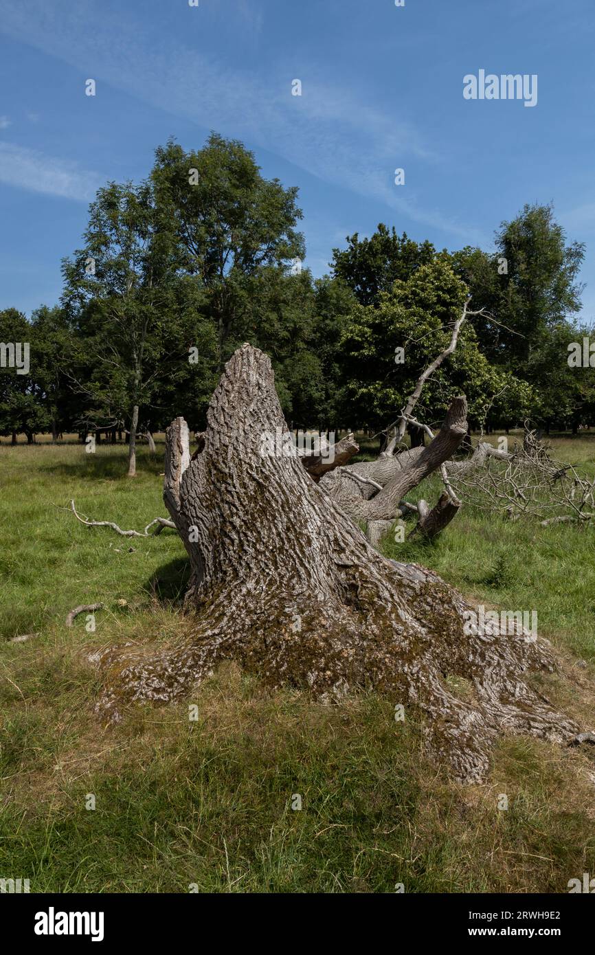 Phoenix Park area with small lakes, broken trees, greenery of beautiful ...