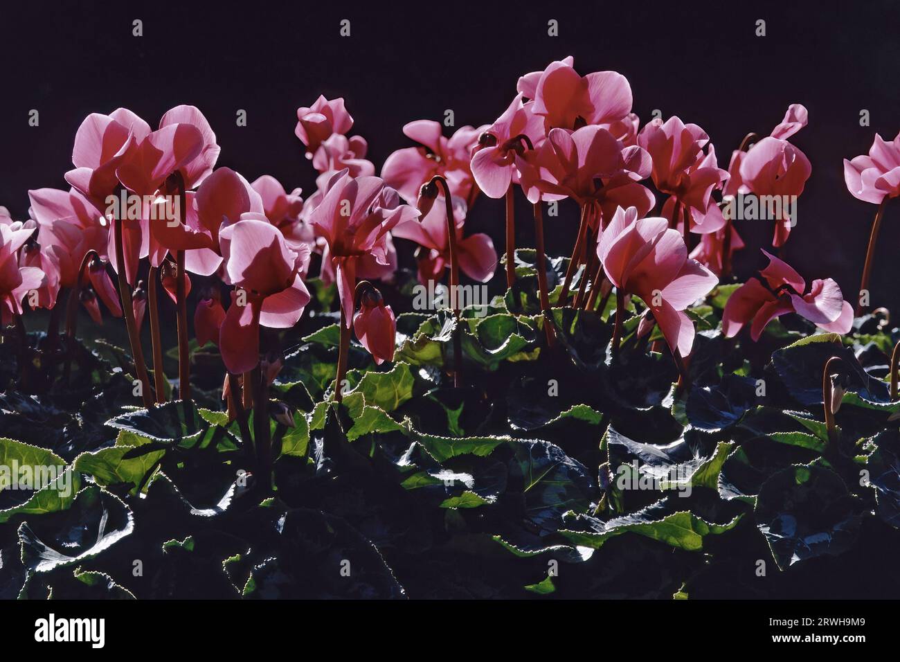 plants in pot of Persian cyclamen, florist's cyclamen,var. roseum, in ...