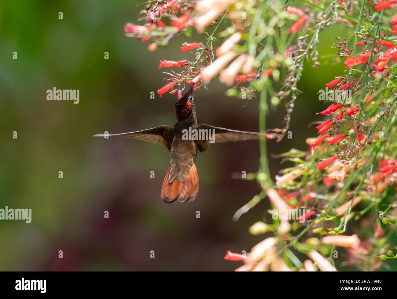 Ruby Topaz hummingbird, Chrysolampis mosquitus, in beautiful pose ...