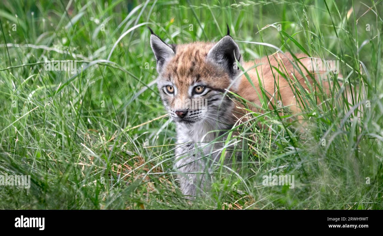 Baby lynx hi-res stock photography and images - Alamy