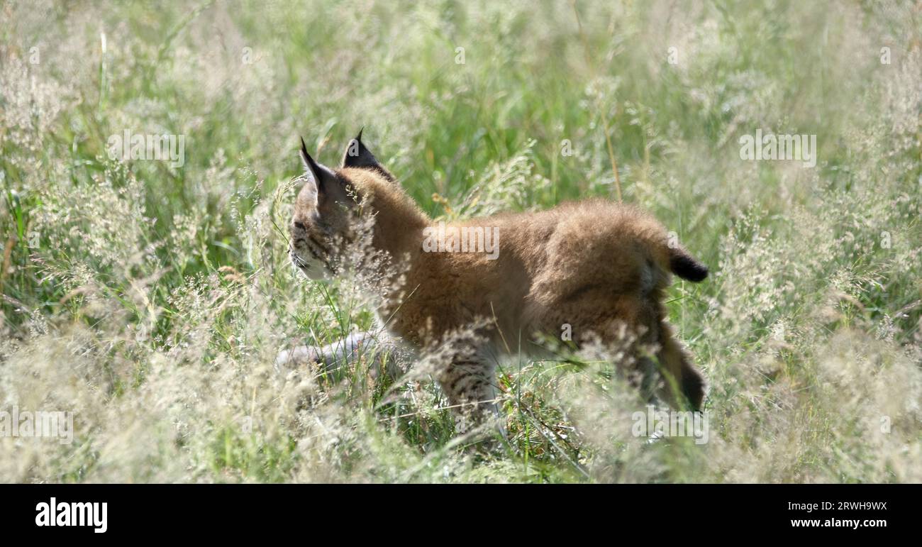 Baby lynx hi-res stock photography and images - Alamy