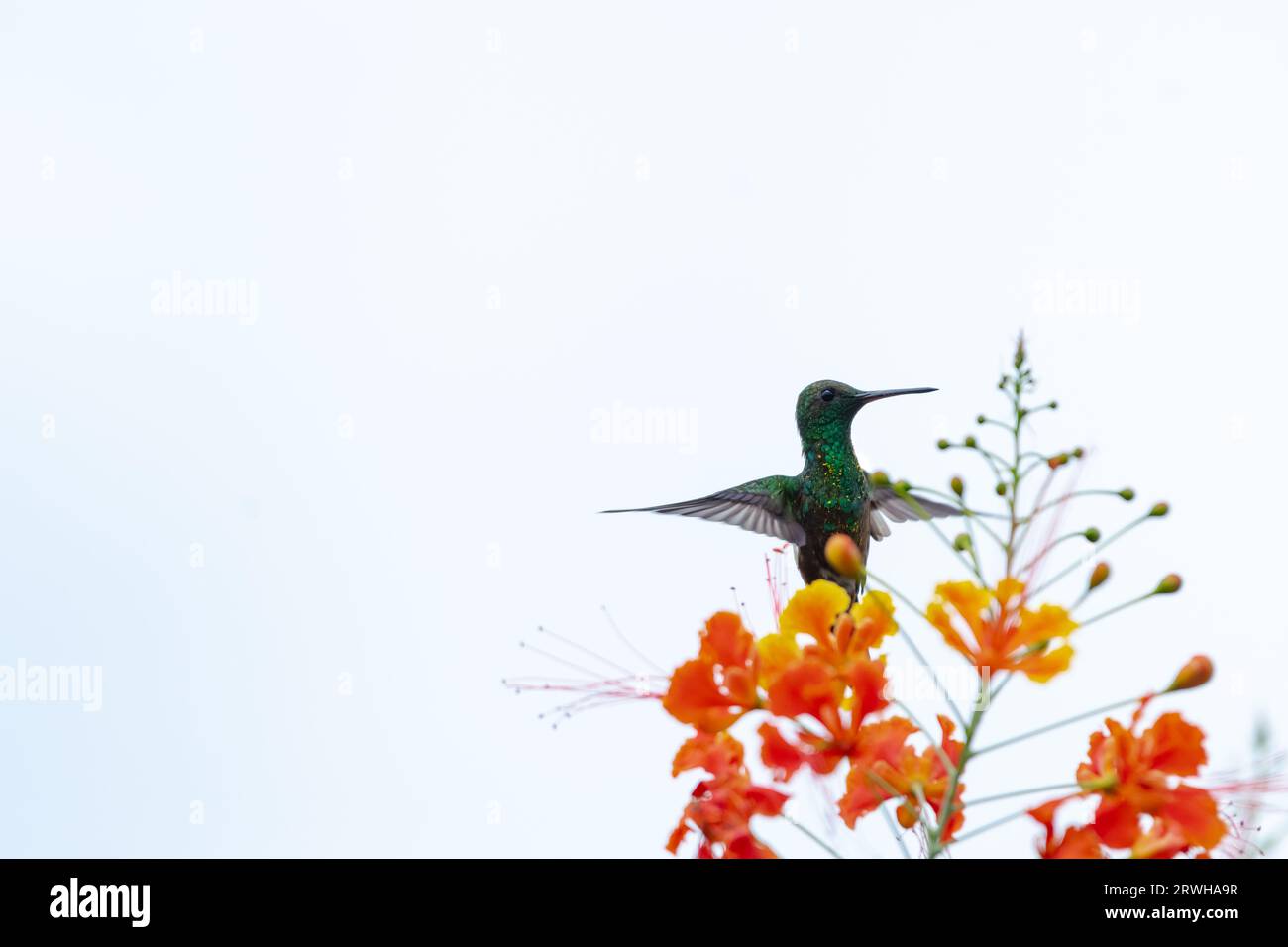 Copper-rumped hummingbird, Amazilia tobaci, flying behind orange ...