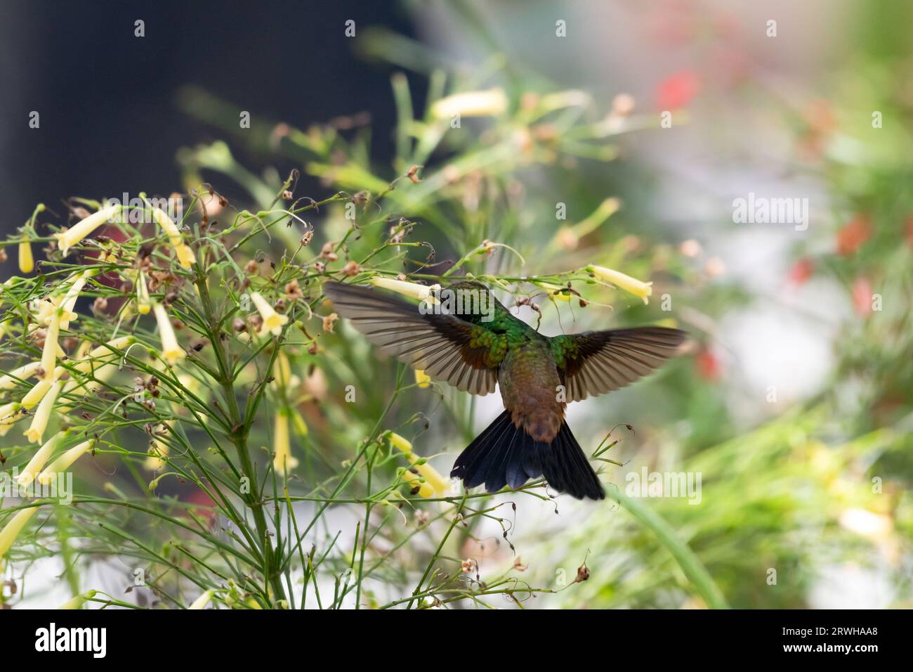 Copper rumped hummingbird, Amazilia tobaci, feeding on flowers with ...