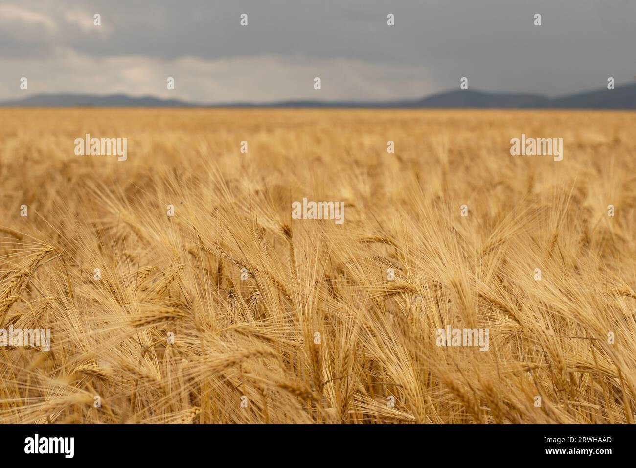 Golden barley field in summer with dark sky clouds in the background ...