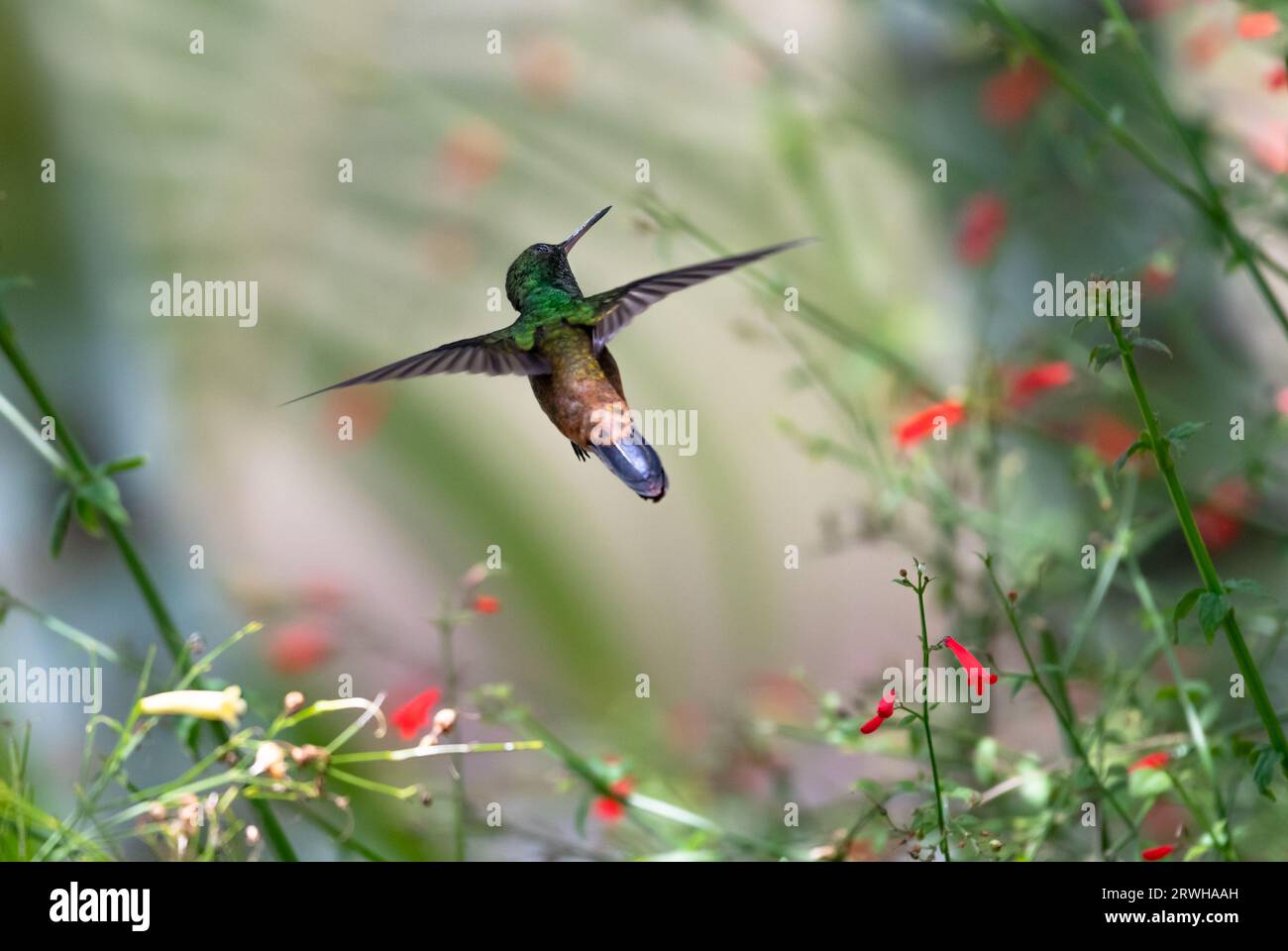 Copper-rumped hummingbird, Amazilia tobaci, flying away from camera ...