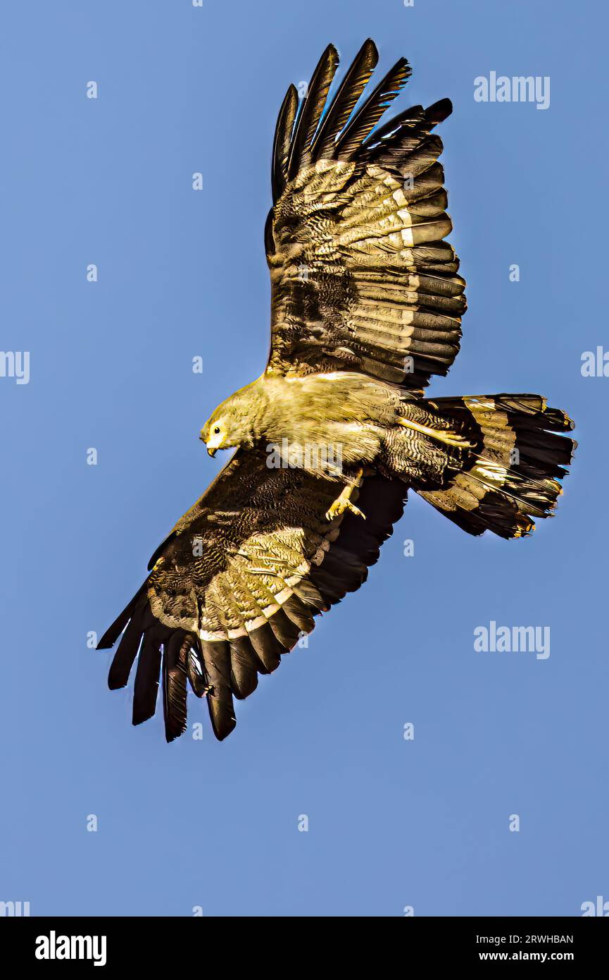 Flying african harrier hawk hi-res stock photography and images - Alamy